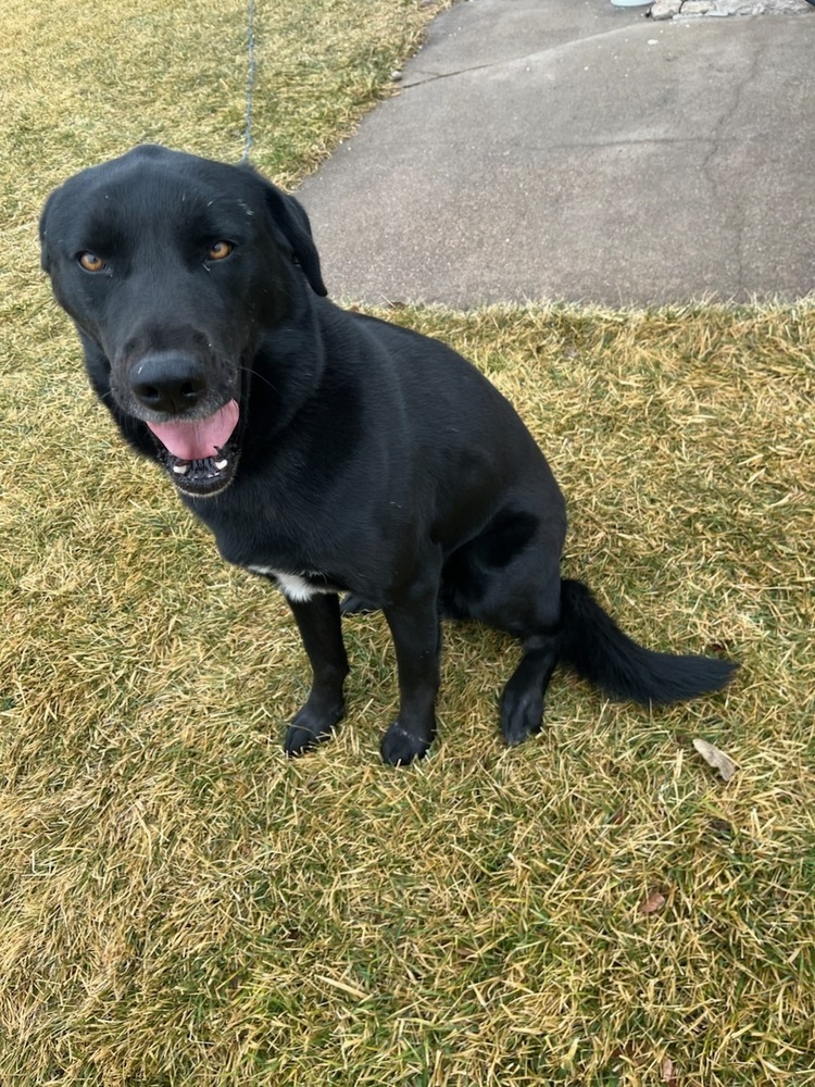 Dog for adoption - Coal, a Labrador Retriever Mix in Lincoln, NE | Petfinder