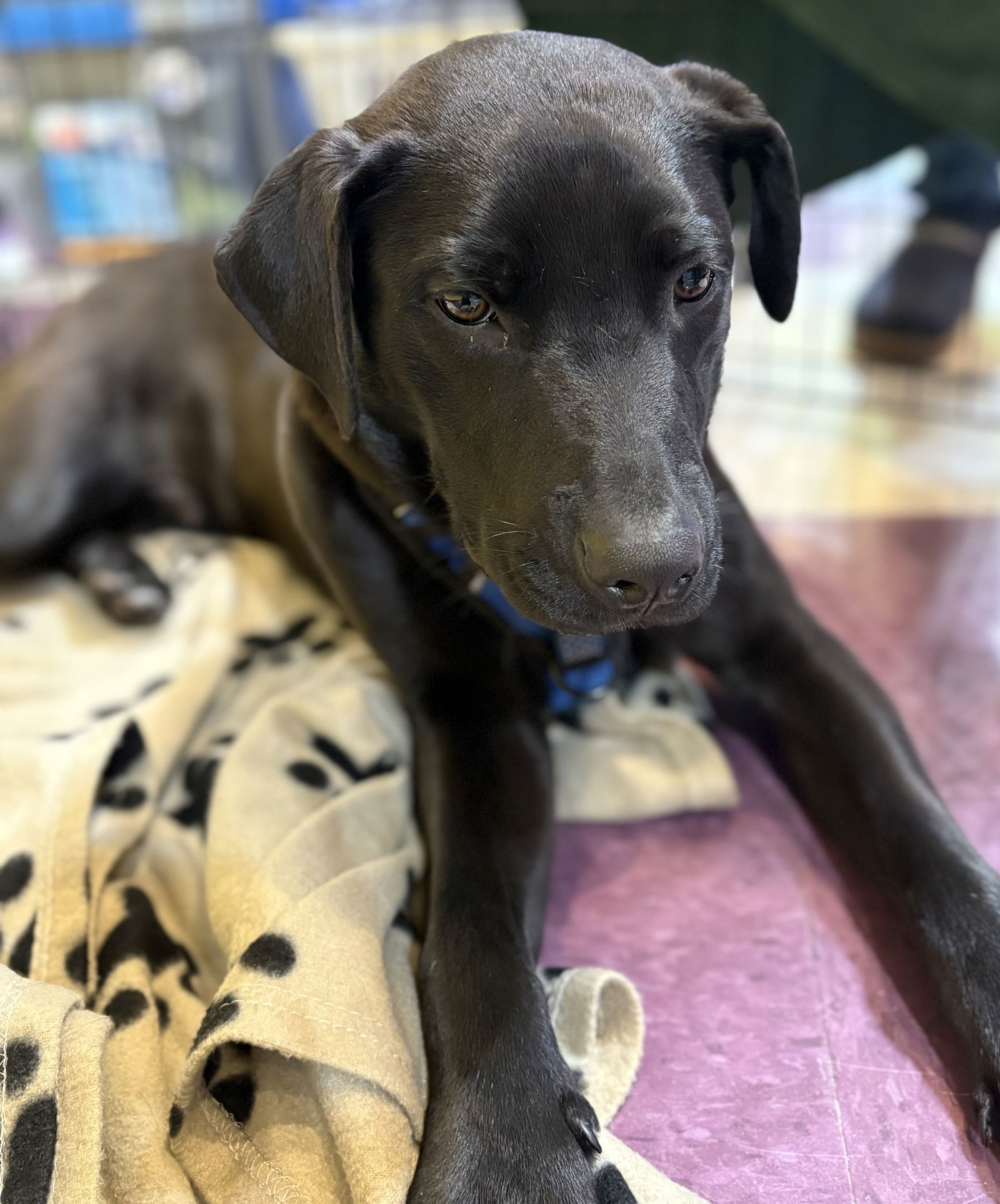 Dog for adoption - Hansel, a Labrador Retriever Mix in Evergreen, CO | Petfinder