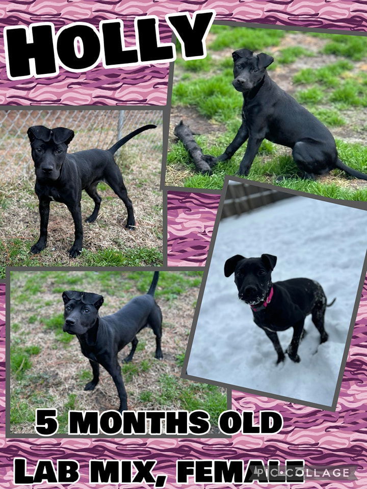 Dog for adoption - Holly - Festivities, a Labrador Retriever Mix in Hubert, NC | Petfinder