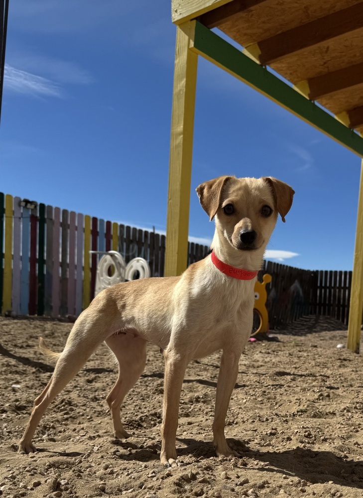 Dog for adoption - Angelina ***RESCUE CENTER***, a Chihuahua Mix in Aurora, CO | Petfinder