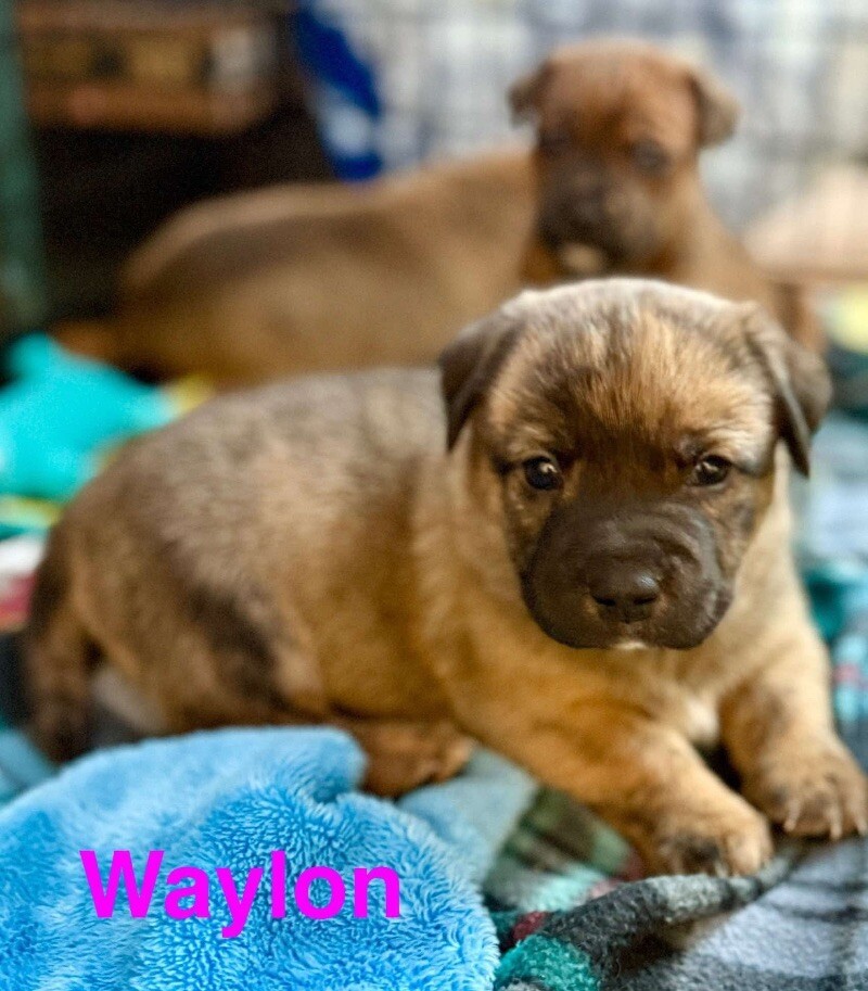 Dog for adoption - Waylon, a Terrier Mix in Windsor, CO | Petfinder