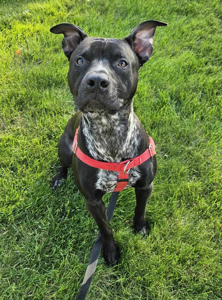 Dog for adoption - AC Shadow ( Black Lab/Pointer ), a Labrador Retriever & Pointer Mix in ...