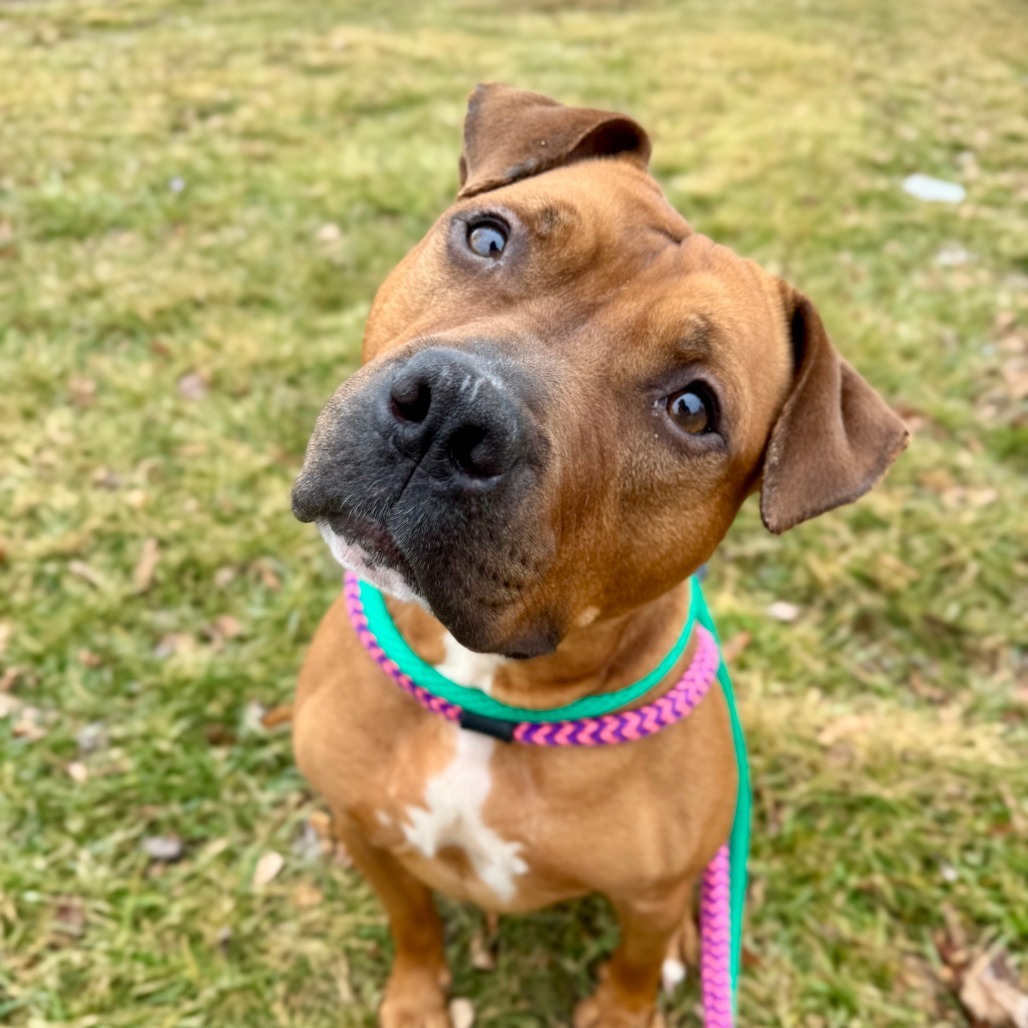 Dog for adoption - Jairo, a Terrier in St. Louis, MO | Petfinder