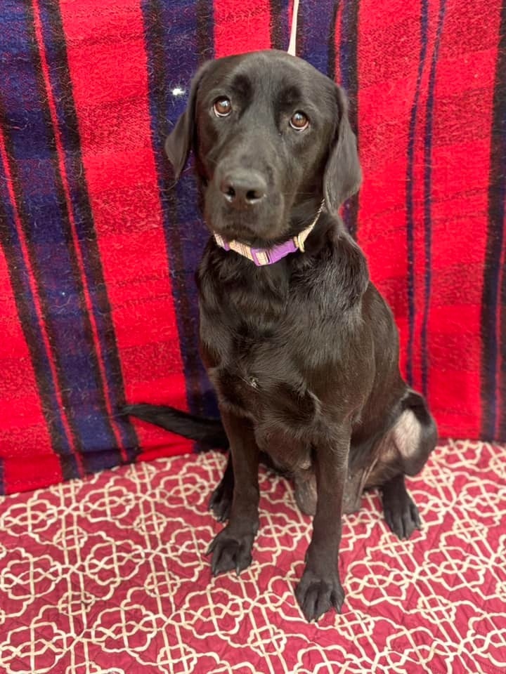 Dog for adoption - Feyre, a Labrador Retriever Mix in Fond Du Lac, WI | Petfinder