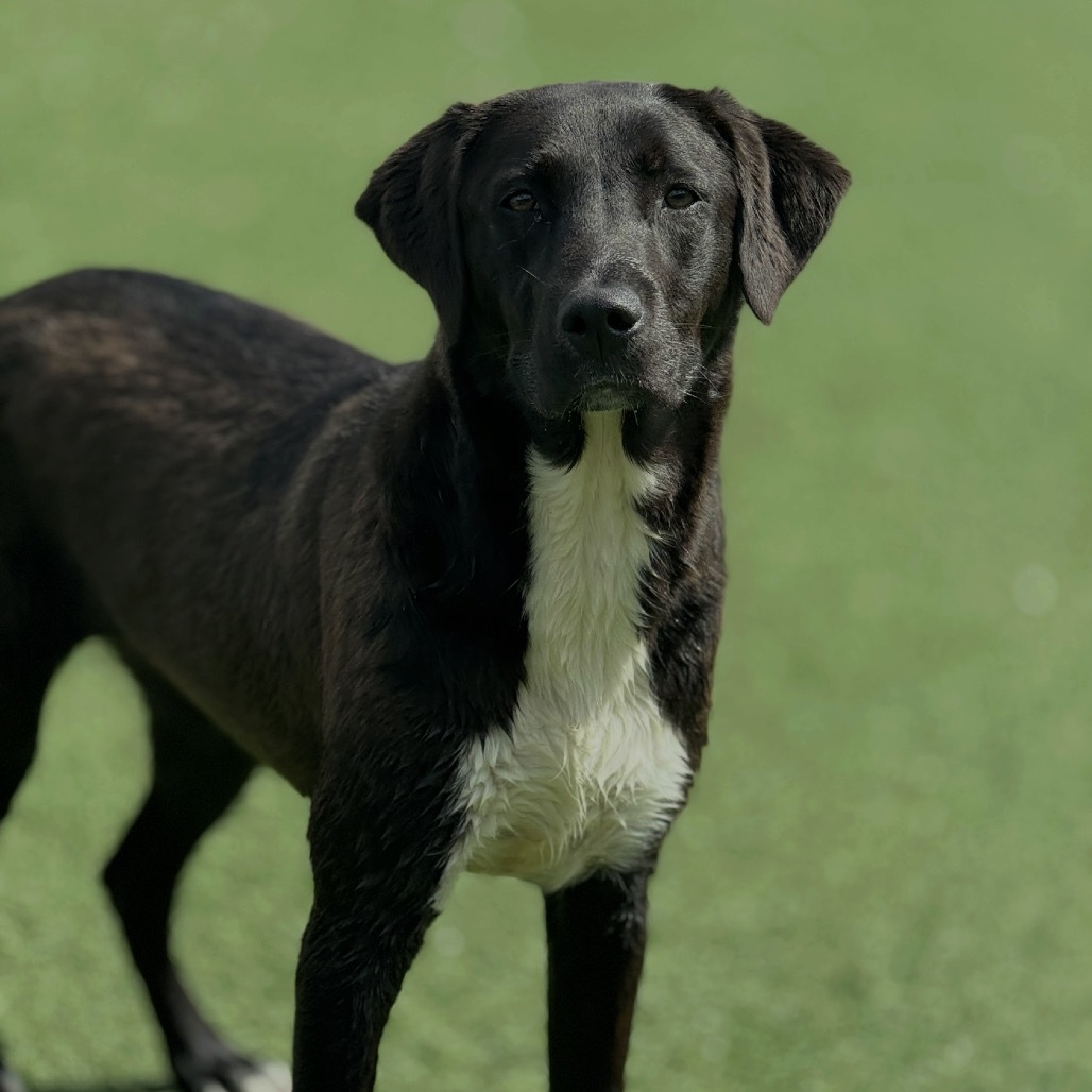 Dog for adoption - Holly 6795, a Black Labrador Retriever Mix in LOXAHATCHEE, FL | Petfinder