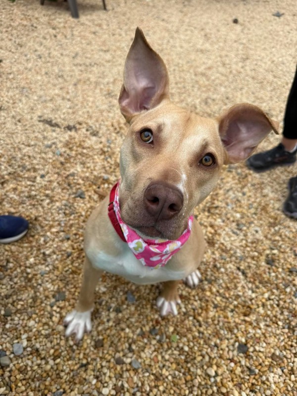 Dog for adoption - Honey, a Pit Bull Terrier Mix in Tinton Falls, NJ | Petfinder