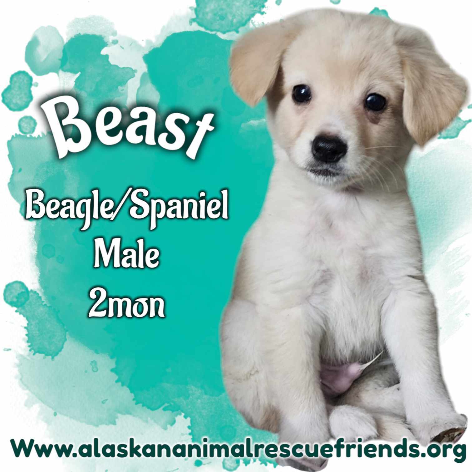 Dog for adoption - Disney Princes Litter - Beast, a Beagle & Spaniel Mix in Anchorage, AK ...