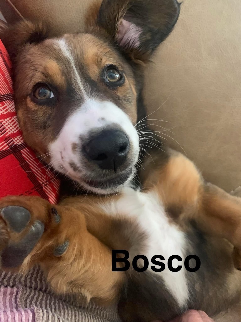 Dog for adoption - Bosco, a Basset Hound & Shepherd Mix in Salem, WI | Petfinder