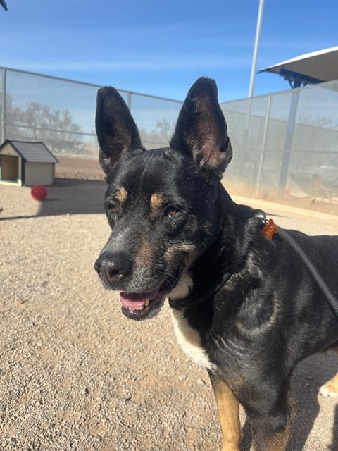 Dog for adoption - CHICA, a German Shepherd Dog Mix in Albuquerque, NM | Petfinder