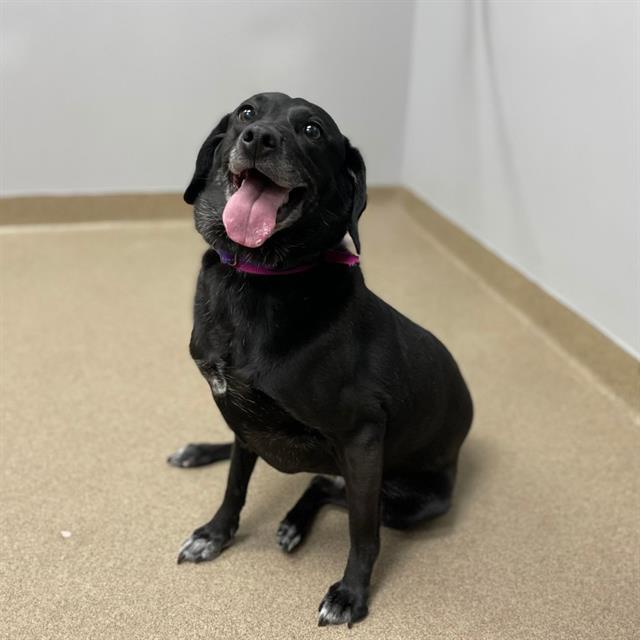 Dog for adoption - MADDIE, a Labrador Retriever in Aurora, CO | Petfinder