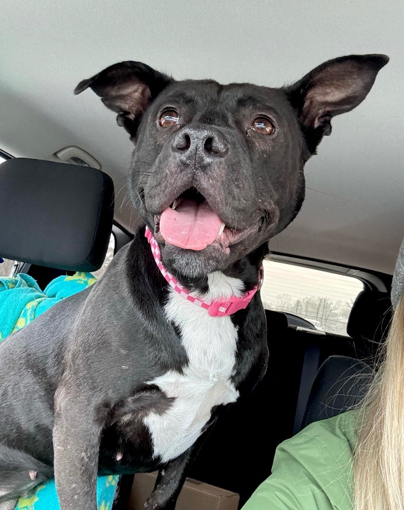 Dog for adoption - Beezle - Local, a Pit Bull Terrier Mix in Princeton, MA | Petfinder