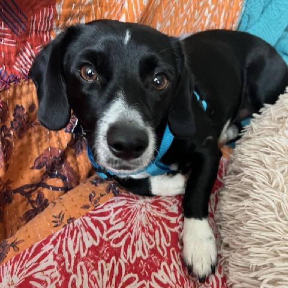 Dog for adoption - Waylon bonded with Westin, a Mixed Breed in San Francisco, CA | Petfinder