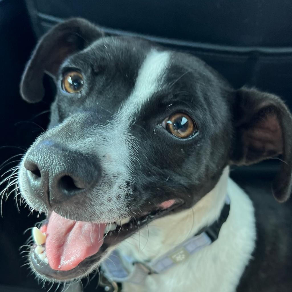 Dog for adoption - Westin bonded with Waylon, a Mixed Breed in San Francisco, CA | Petfinder