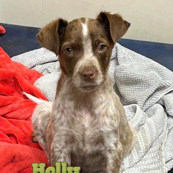 Dog for adoption - Holly, a Labrador Retriever Mix in Rockville, MD | Petfinder