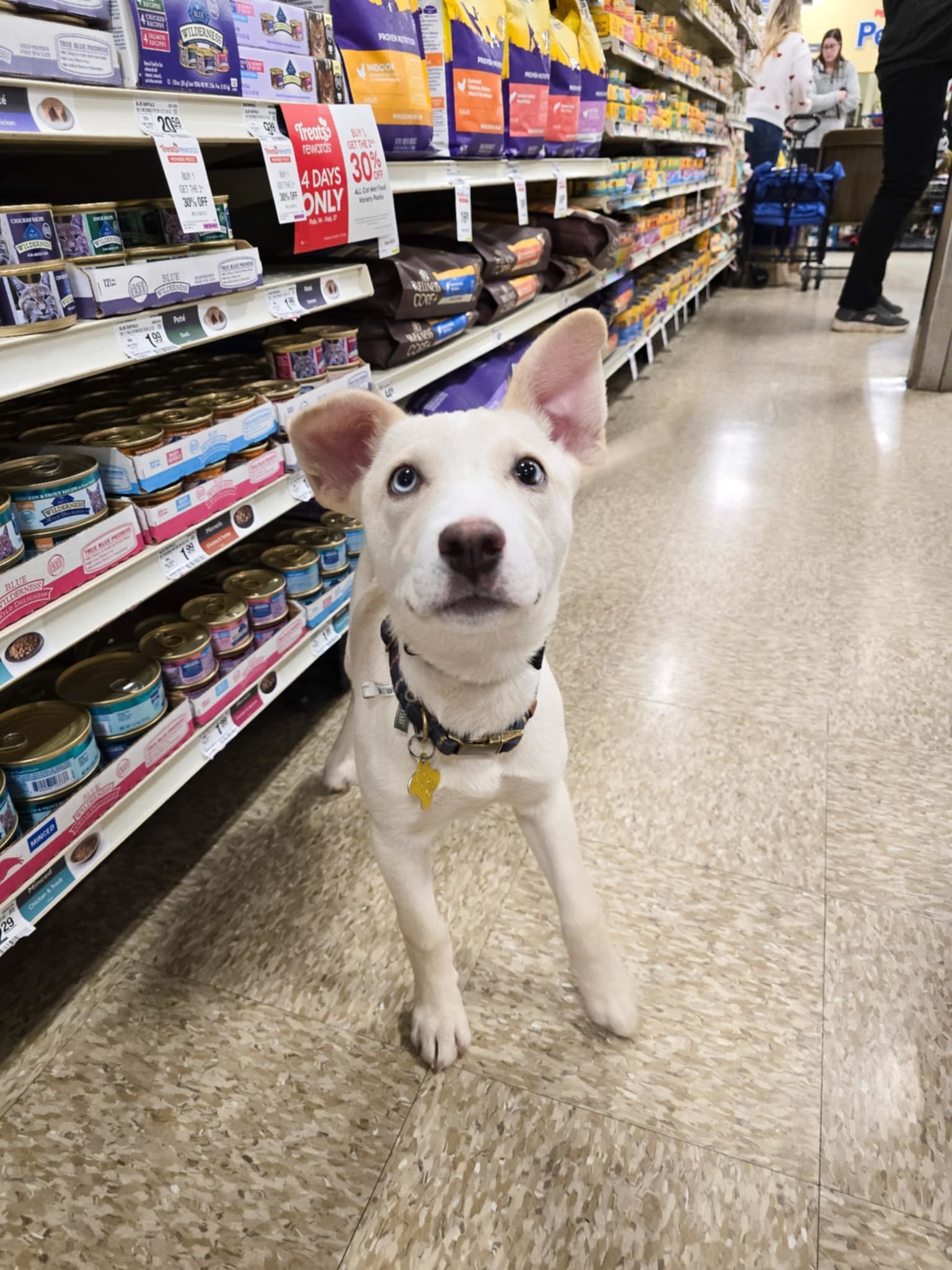 Dog for adoption - Q.T.Pi, a Pit Bull Terrier Mix in Salt Lake City, UT | Petfinder