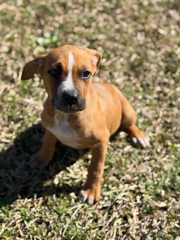 Dog for adoption - Cash 23D-0475, a Terrier Mix in Corinth, MS | Petfinder