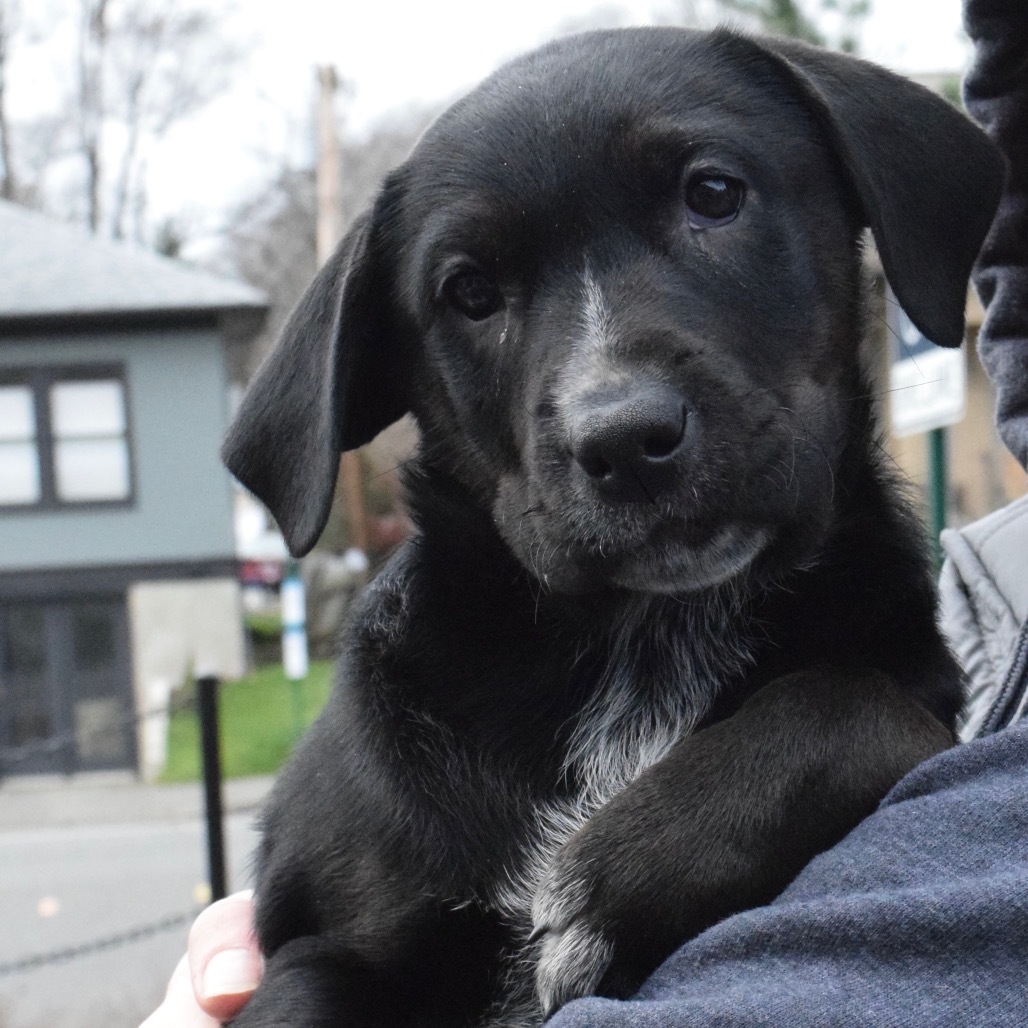 Dog for adoption - Luna, a Labrador Retriever & Australian Cattle Dog / Blue Heeler Mix in ...