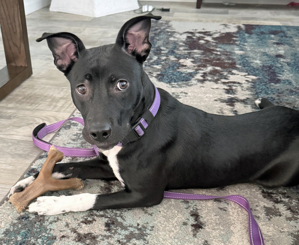 Dog for adoption - Violet, a Labrador Retriever & Rat Terrier Mix in Crown Point, IN | Petfinder