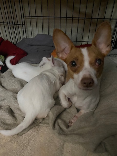 Dog for adoption - Momma Lily ***RESCUE CENTER***, a Chihuahua Mix in Aurora, CO | Petfinder