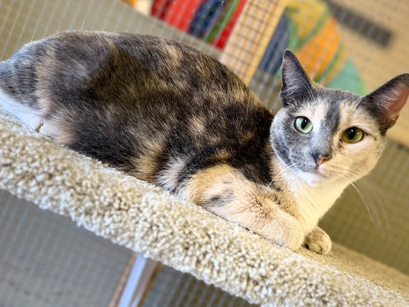 Cat for adoption - Delilah 23C-0061, a Domestic Short Hair in Corinth, MS | Petfinder