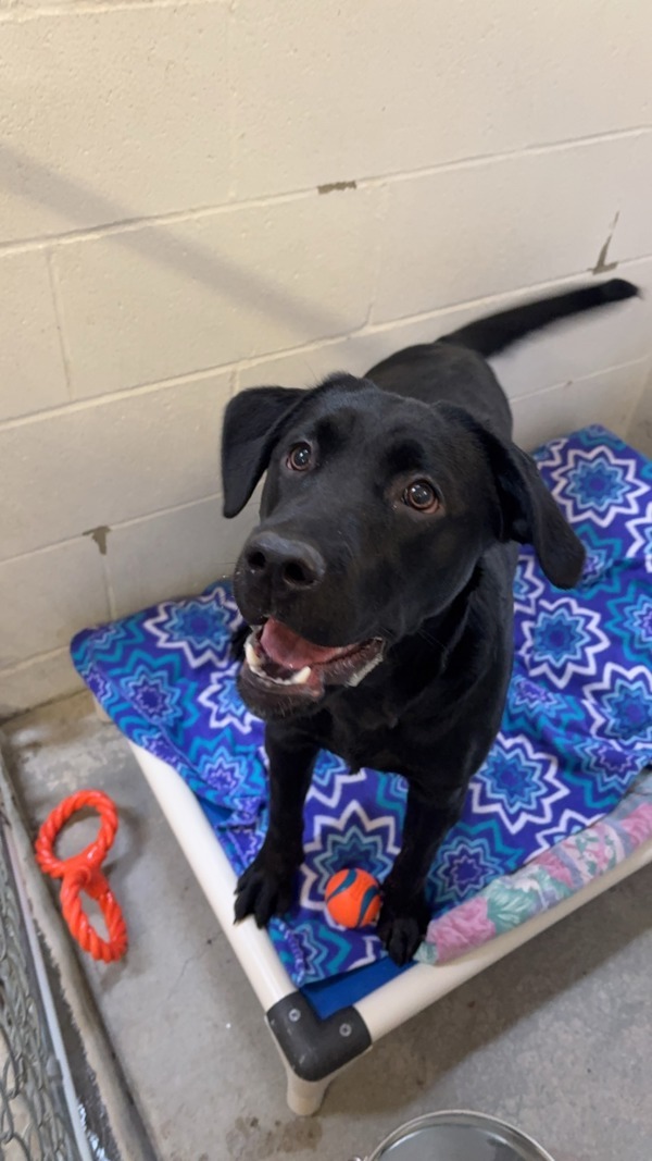 Dog for adoption - Shadow, a Labrador Retriever Mix in Parksville, BC | Petfinder