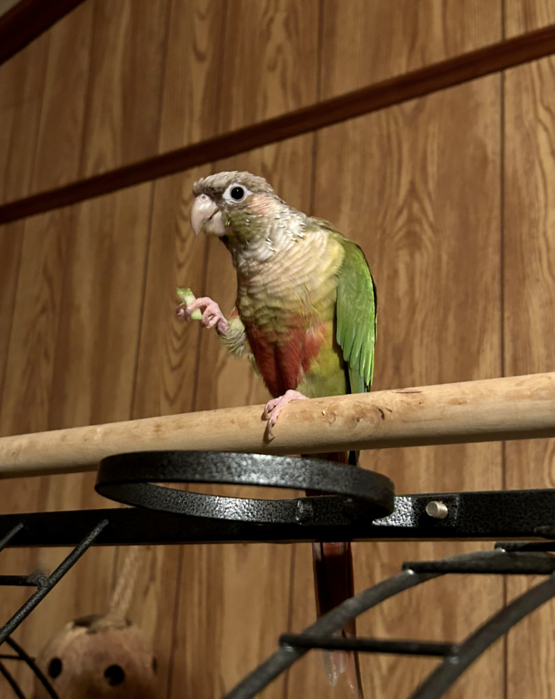 Parrot for adoption - Sal, a Conure in Pittsburgh, PA | Petfinder