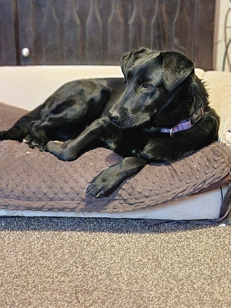 Dog for adoption - Maggie Jane, a Labrador Retriever Mix in Aurora, IN | Petfinder