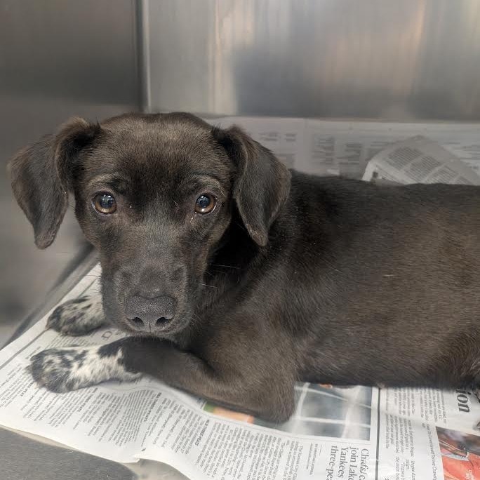 Dog for adoption - Jelly Bean, a Dachshund Mix in Kansas City, KS ...