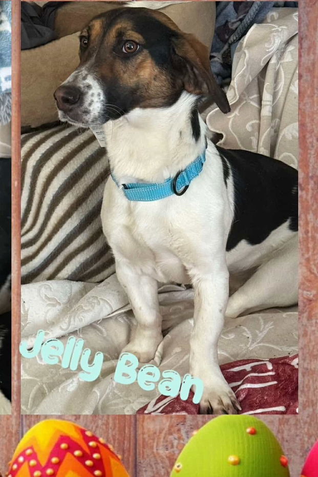 Dog for adoption - Jelly Bean, a Basset Hound & Beagle Mix in ...