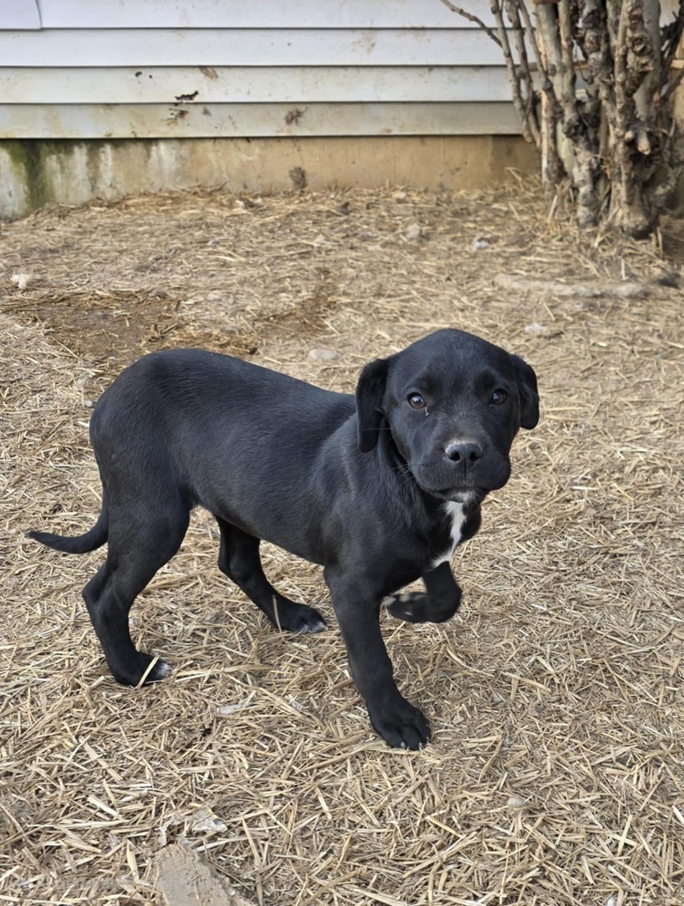 Dog for adoption - Shelly Beth, a Labrador Retriever & Boxer Mix in Aurora, IN | Petfinder