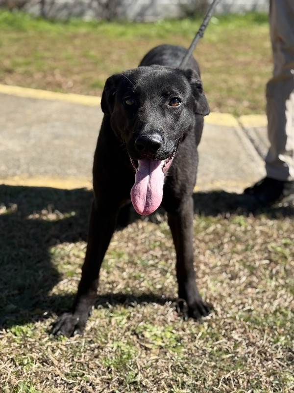 Dog for adoption - Drake 23D-0495, a Labrador Retriever Mix in Corinth, MS | Petfinder