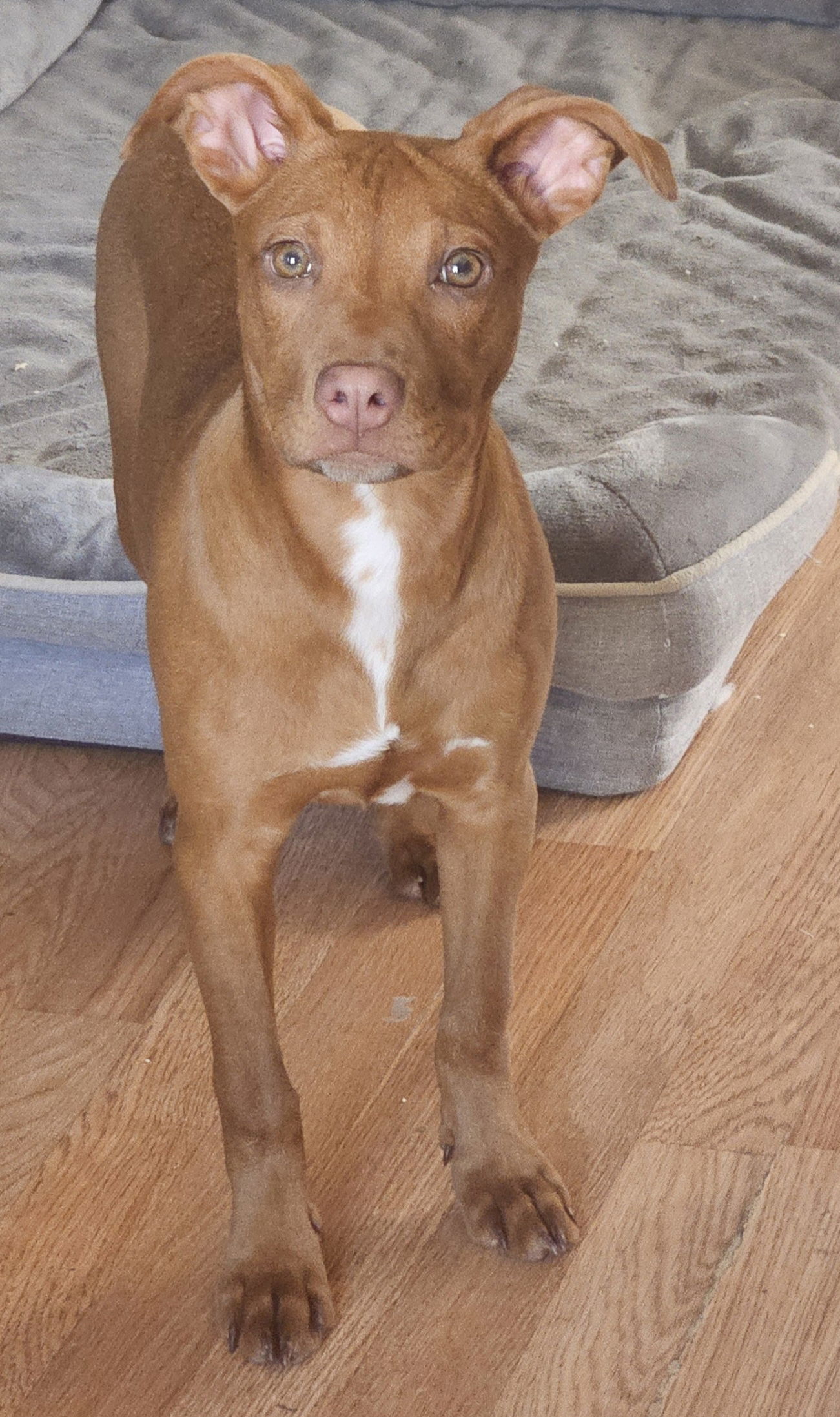 Dog for adoption - Florence Welch, a Pit Bull Terrier Mix in Salt Lake City, UT | Petfinder