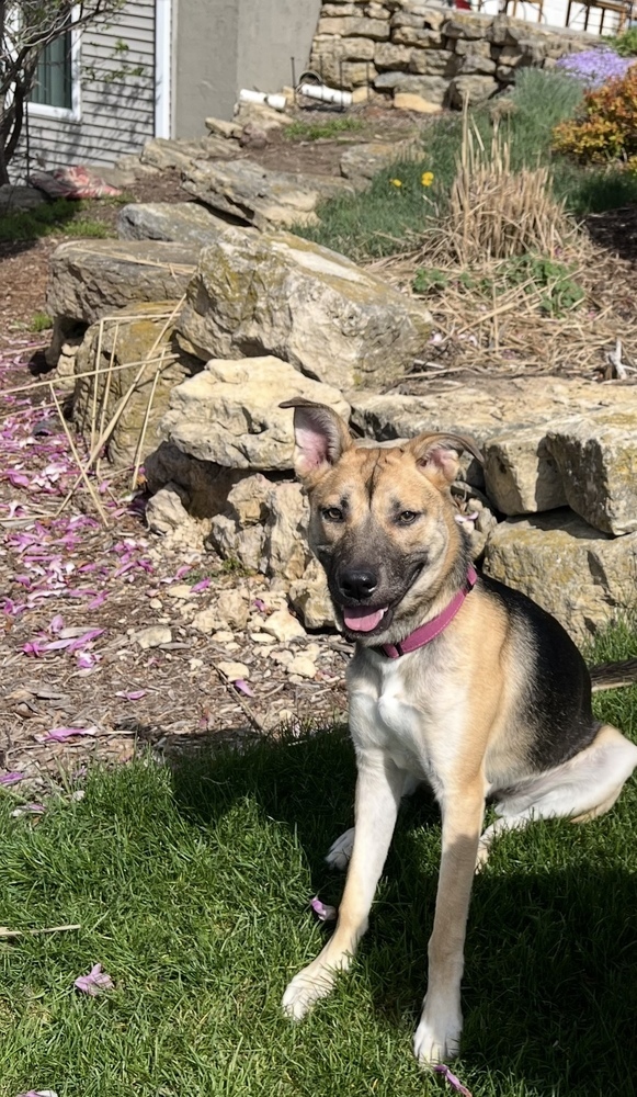 Dog for adoption - Diamond Radient, a Labrador Retriever Mix in Waunakee, WI | Petfinder
