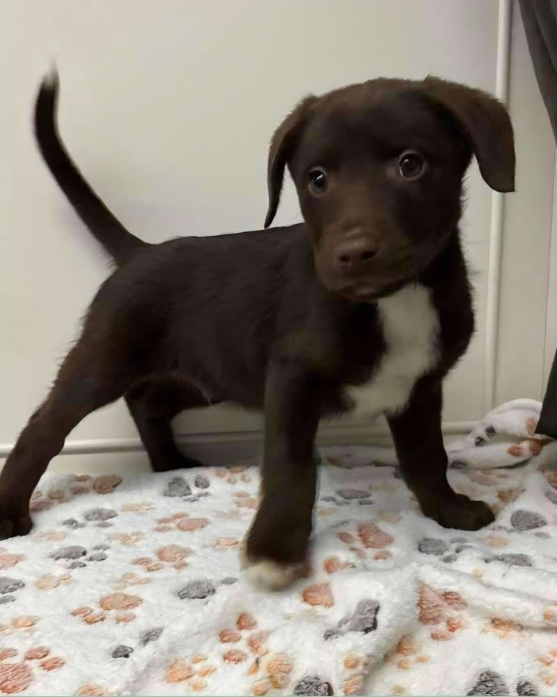 Dog for adoption - Animal Paws : Moose, a Labrador Retriever Mix in Aurora, IN | Petfinder