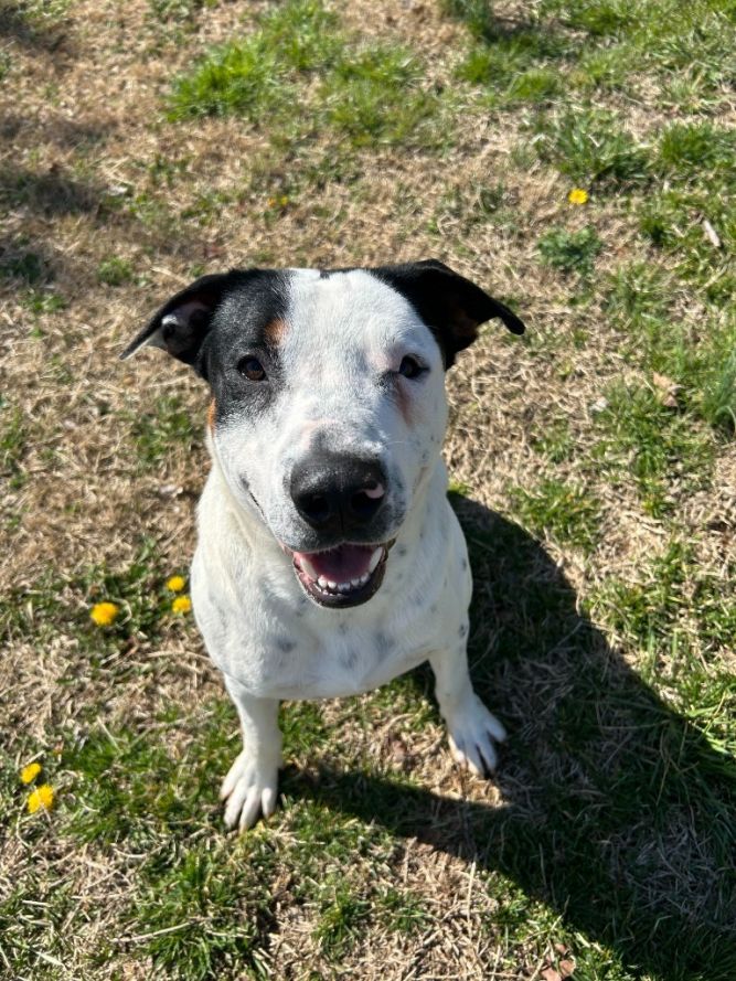 Dog for adoption - Waylon, a Pit Bull Terrier Mix in Johnson City, TN | Petfinder