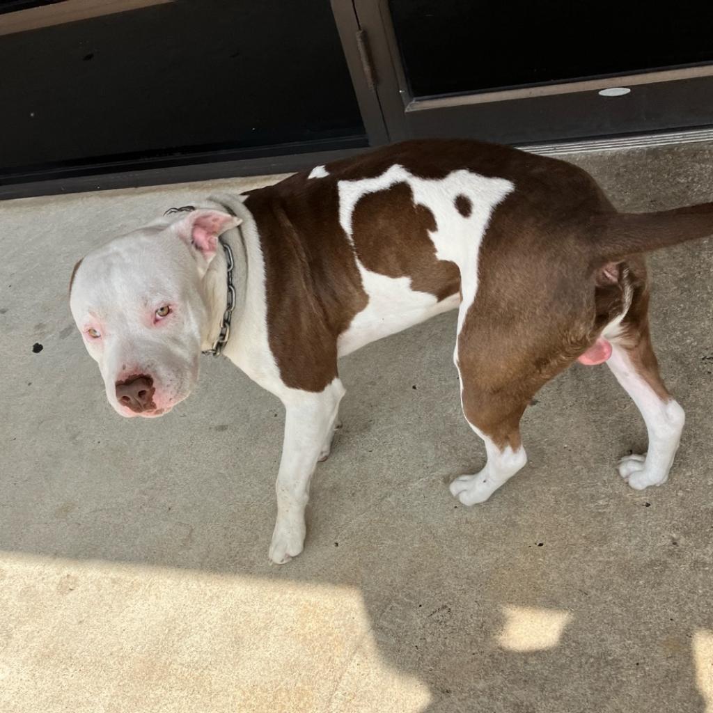 Dog for adoption - Waylon, a Mixed Breed in Milton, FL | Petfinder