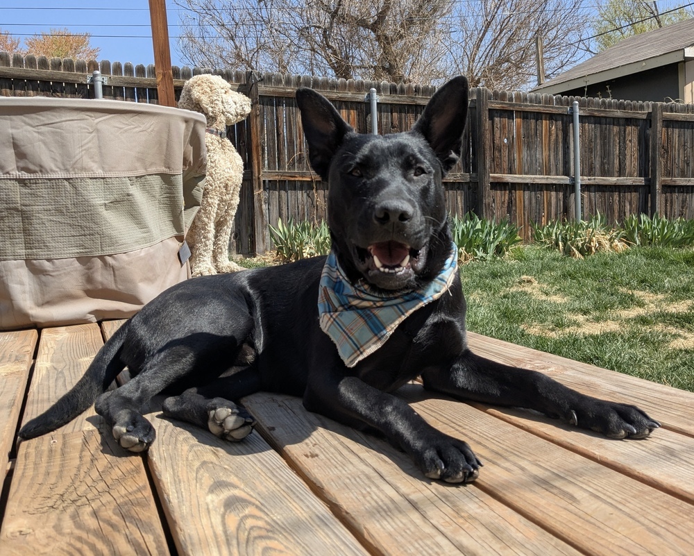 Dog for adoption - Siren ***RESCUE CENTER***, a Labrador Retriever & German Shepherd Dog Mix in ...