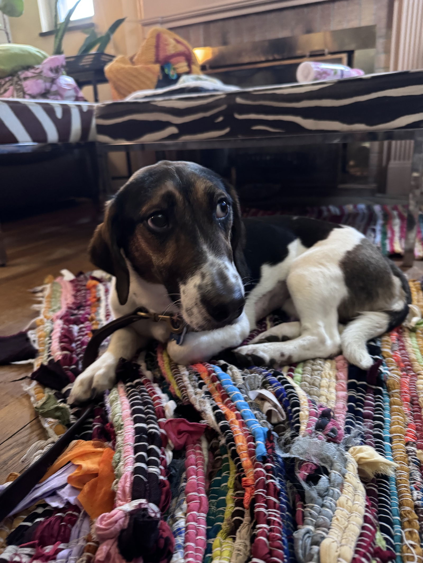 Dog for adoption - Jelly Bean, a Basset Hound & Beagle Mix in ...