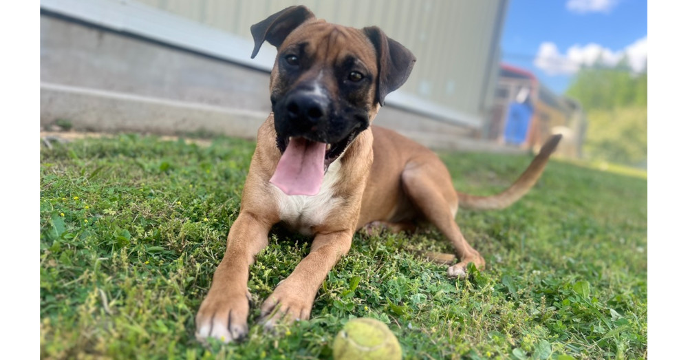 Dog for adoption - WENDALL D (23D-0059), a Labrador Retriever & Boxer Mix in Corinth, MS | Petfinder