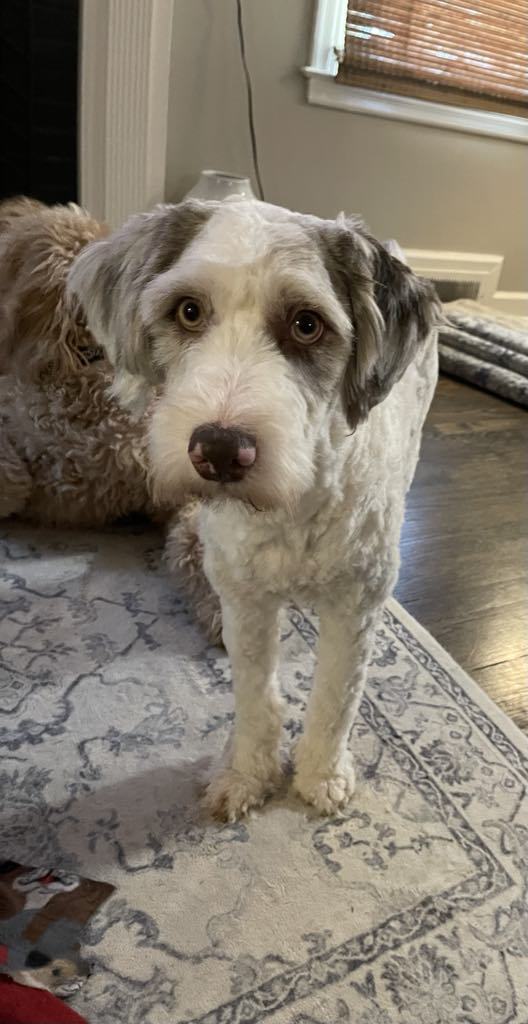 Dog for adoption - Merlin, an Australian Shepherd Mix in Kansas City ...