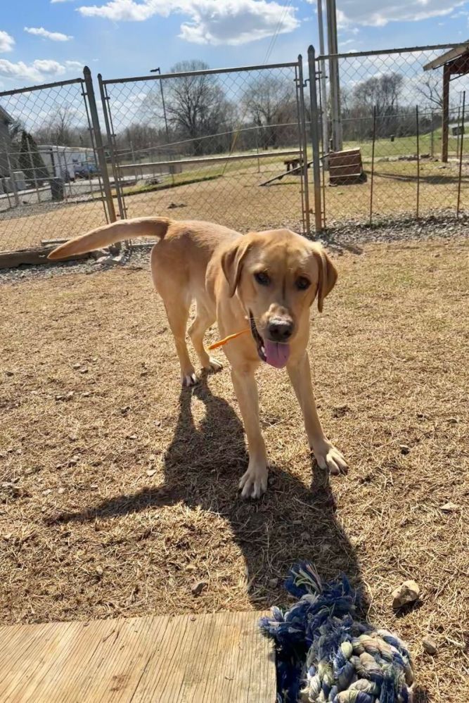 Dog for adoption - Bingo, a Labrador Retriever & Golden Retriever Mix in Maryville, TN | Petfinder