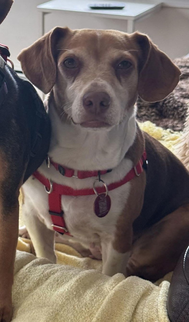 Dog for adoption - Tally Saltwater *LOCAL*, a Beagle Mix in Wakefield, RI | Petfinder