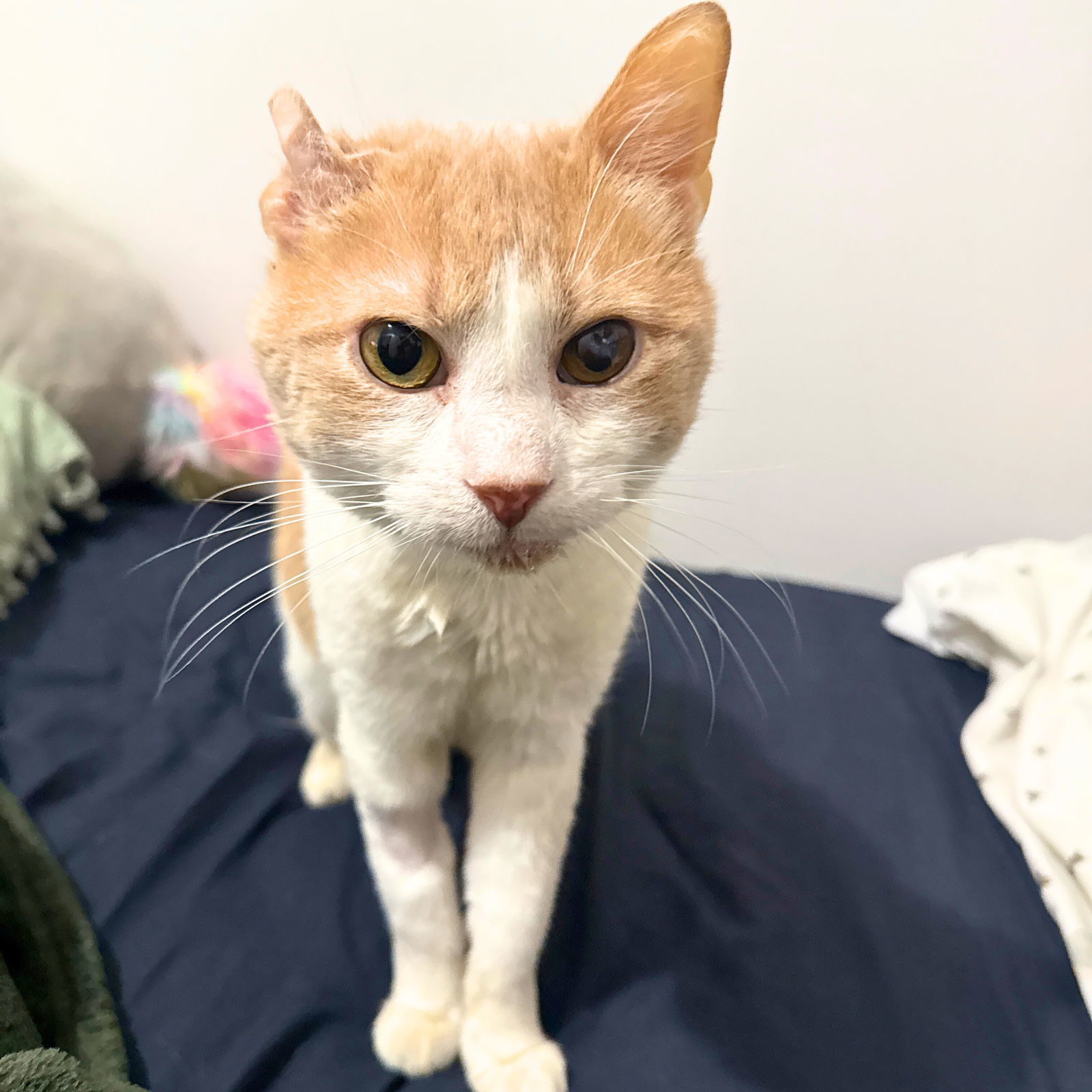 Cat for adoption - Gusto, a Domestic Short Hair in Brooklyn, NY | Petfinder