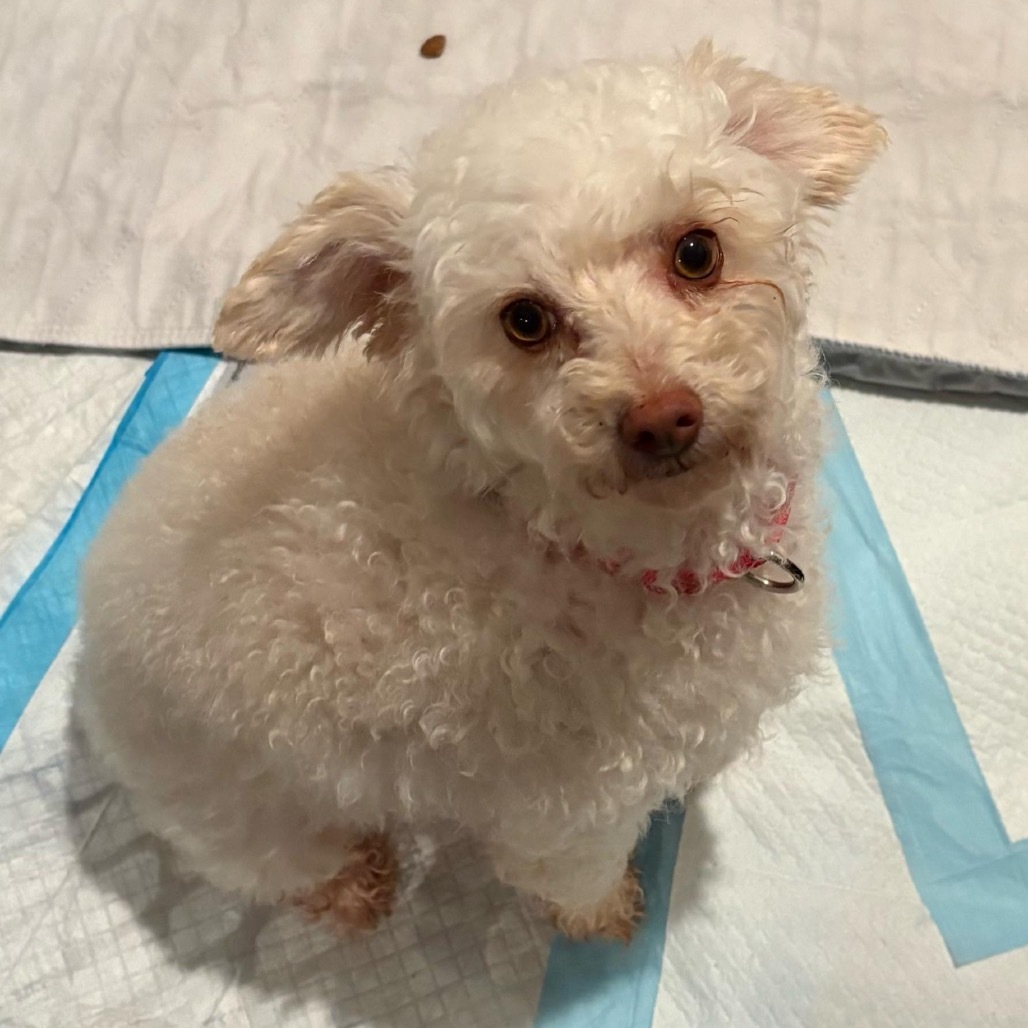 Dog for adoption - Noodle, a Poodle in Pacific, MO | Petfinder