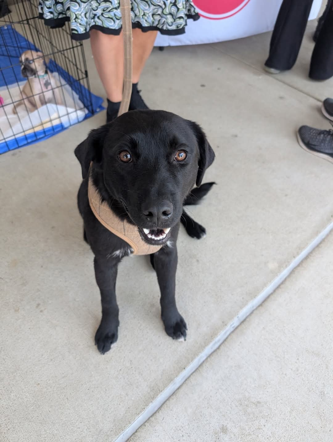 Dog for adoption - Volkswagen, a Labrador Retriever & Terrier Mix in Holly Springs, NC | Petfinder
