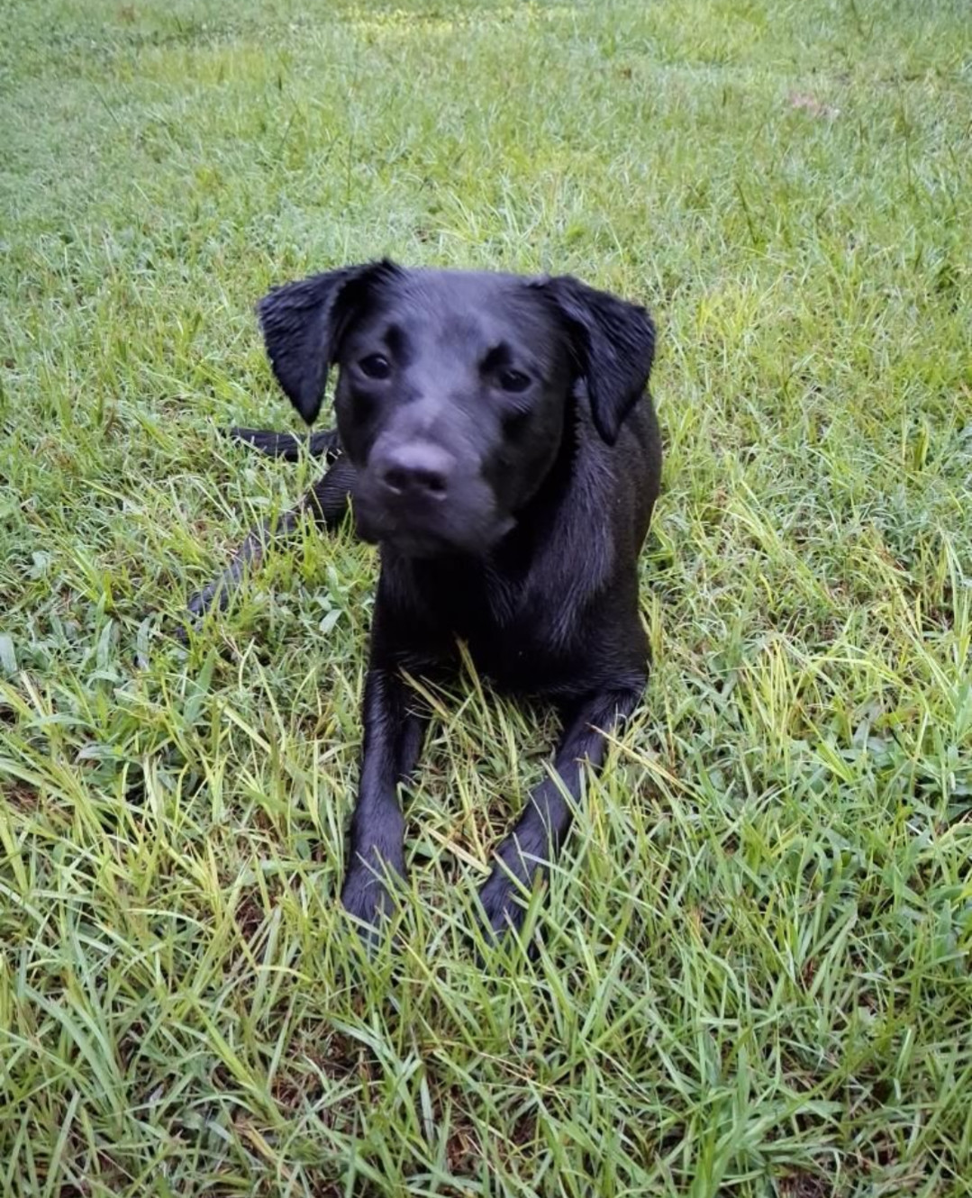 Dog for adoption - Mouser, a Labrador Retriever & Terrier Mix in Holly Springs, NC | Petfinder