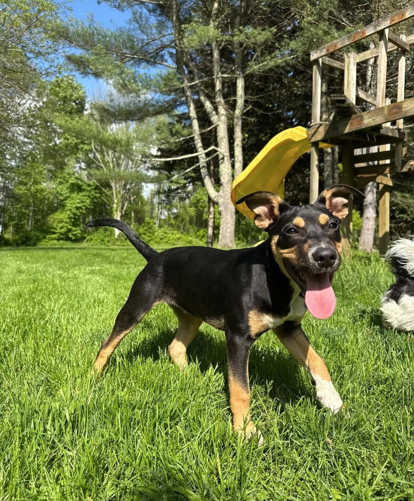 Dog for adoption - Captain Smitty - LOCAL, a German Shepherd Dog Mix in Princeton, MA | Petfinder