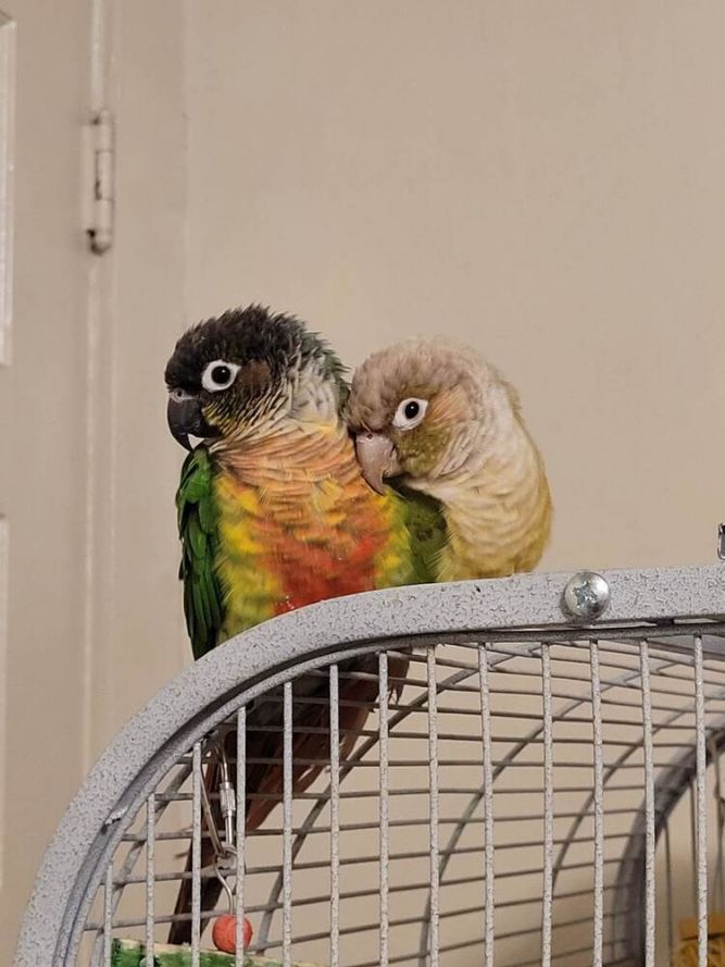 Parrot for adoption - Conure Pair: Pineapple, a Conure in Pittsburgh, PA | Petfinder