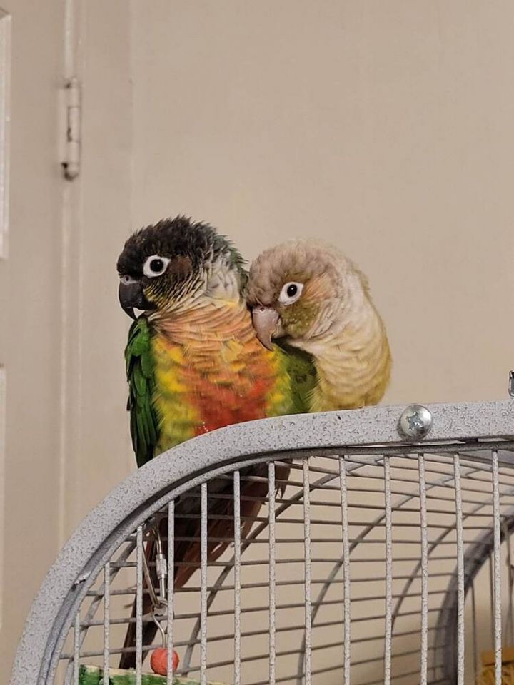 Parrot for adoption - Conure Pair: Pineapple, a Conure in Pittsburgh, PA | Petfinder