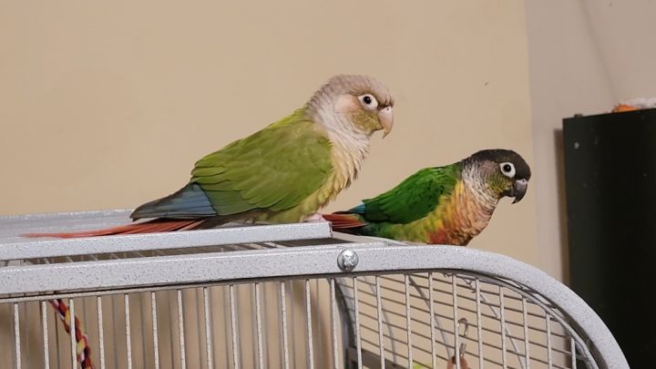 Parrot for adoption - Conure Pair: Pineapple, a Conure in Pittsburgh, PA | Petfinder